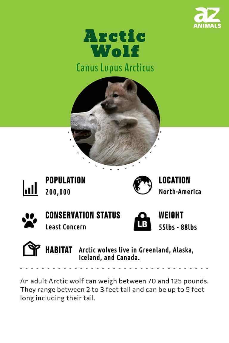 Arctic Wolf Animal Facts - Canus Lupus Arcticus - A-Z Animals