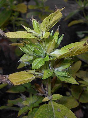 9 Native Plants in West Virginia - A-Z Animals