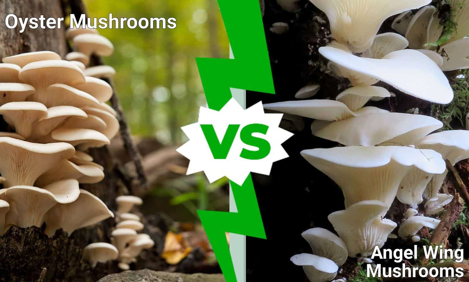 Oyster Mushrooms vs. Angel Wing Mushrooms - A-Z Animals