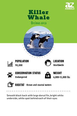 Killer Whale Animal Facts - Orcinus orca - A-Z Animals