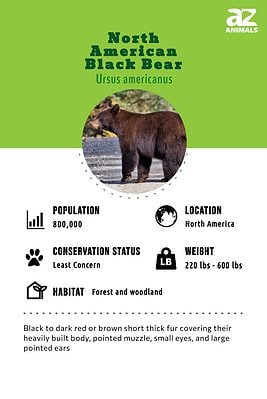 North American Black Bear Animal Facts - Ursus americanus - A-Z Animals