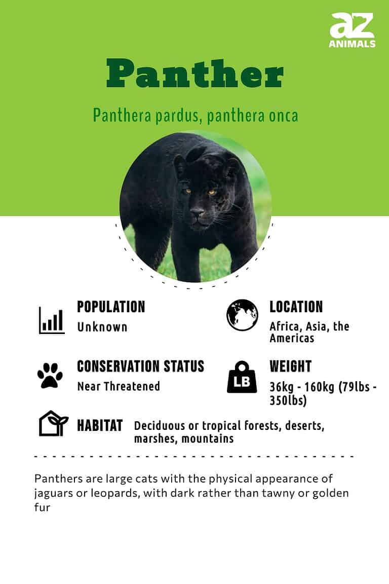 Panther Animal Facts - Panthera pardus, Panthera onca - A-Z Animals