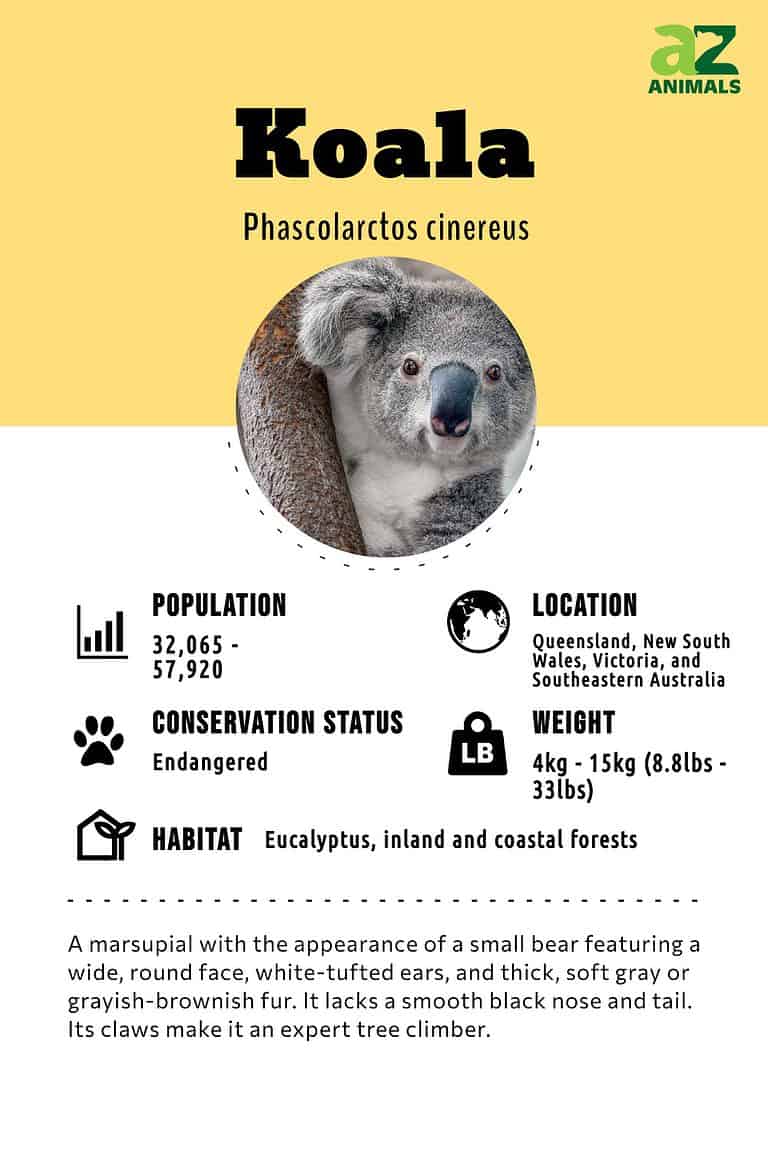 Koala Animal Facts - Phascolarctos cinereus - A-Z Animals