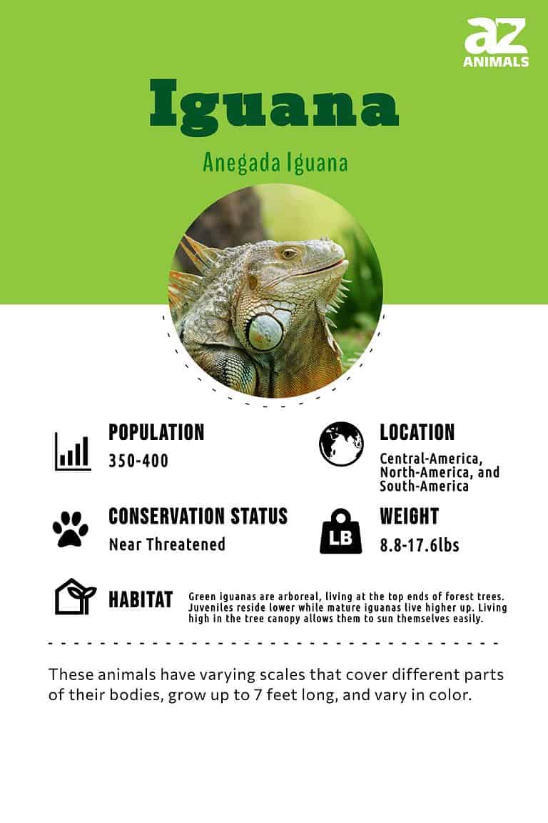 Iguana Animal Facts - A-Z Animals