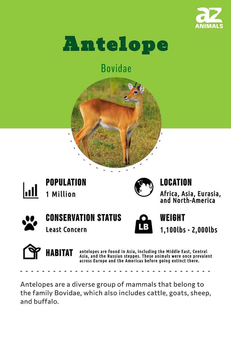 Antelope Animal Facts - A-Z Animals
