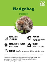 Hedgehog Animal Facts - Erinaceidae - A-Z Animals