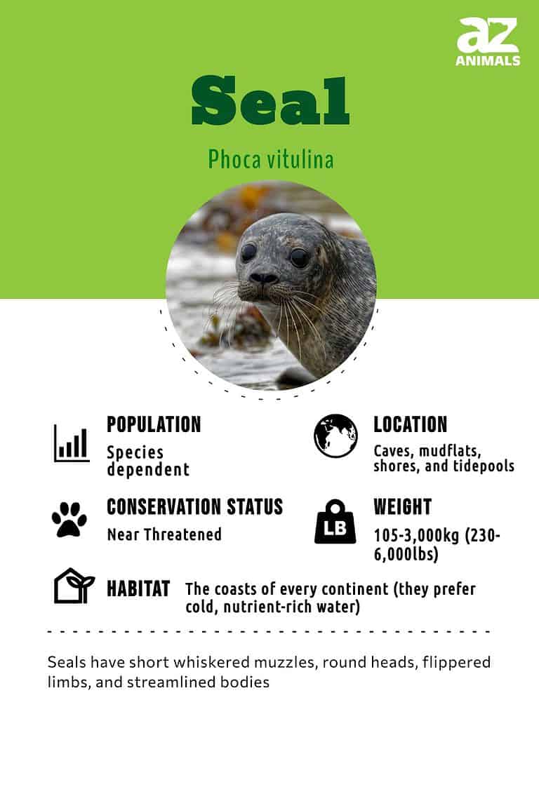 Seal Animal Facts - Phocidae - A-Z Animals