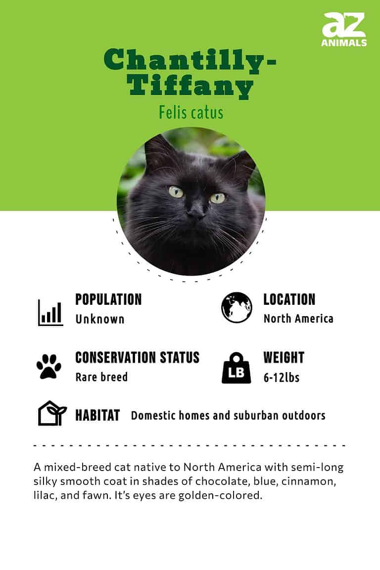 Tiffany Cat Breed Complete Guide - A-Z Animals