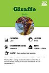Giraffe - A-Z Animals