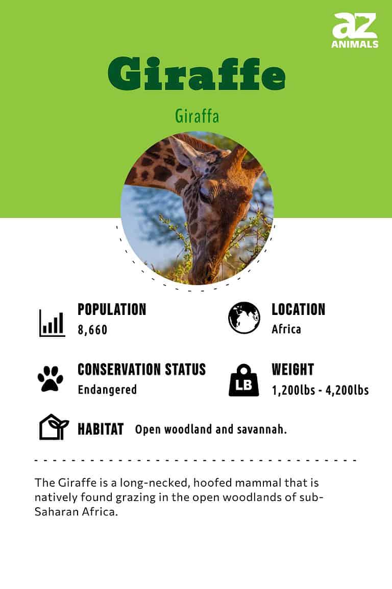 Giraffe Animal Facts - Giraffa camelopardalis - A-Z Animals