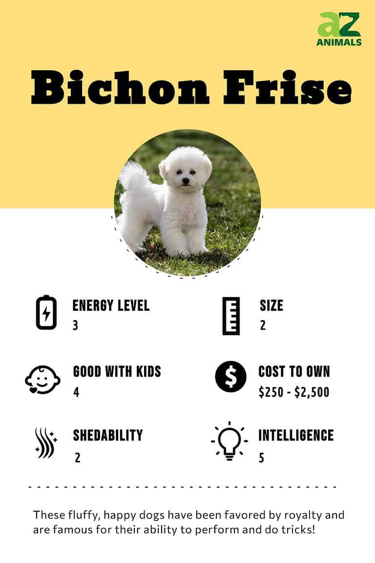 Bichon Frise Dog Breed Complete Guide - A-Z Animals