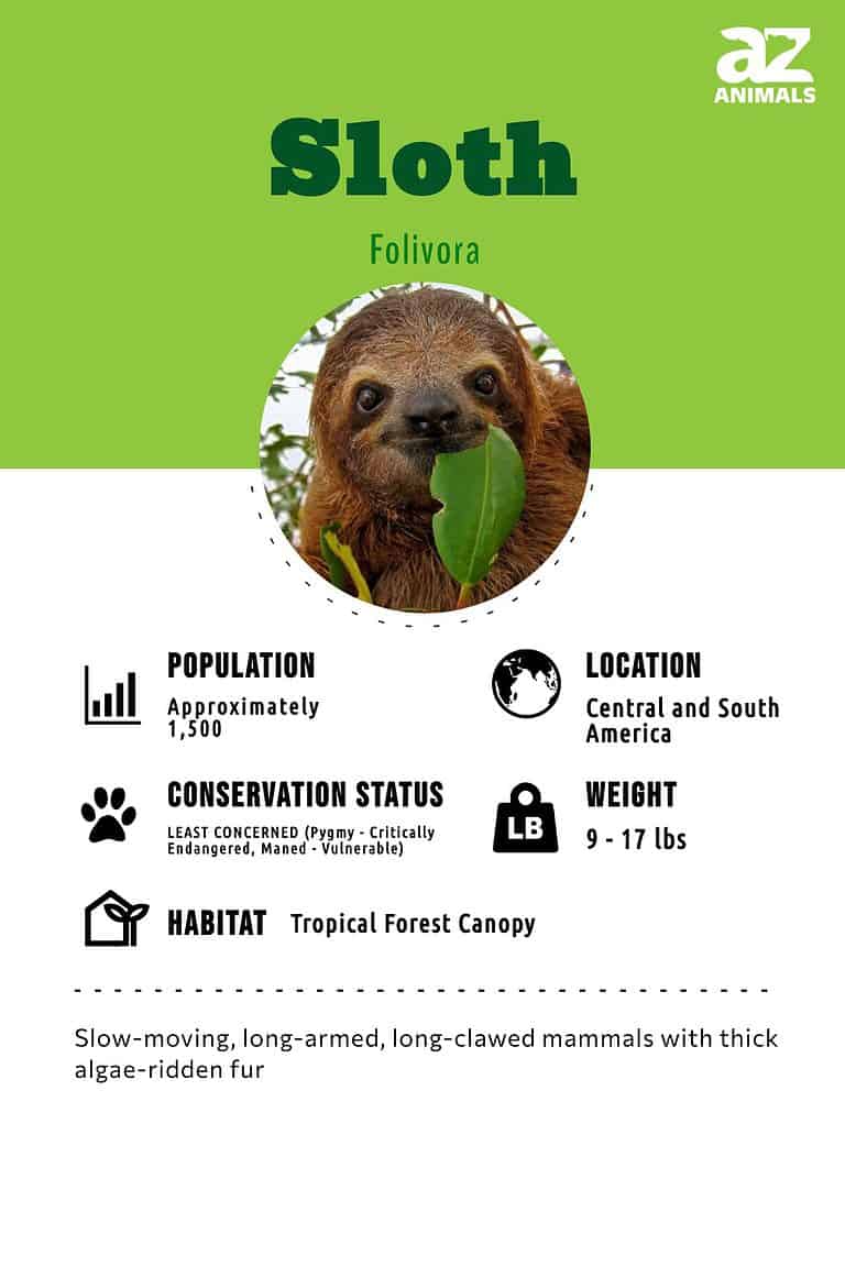 Sloth Animal Facts - Choloepus Hoffmani - A-Z Animals