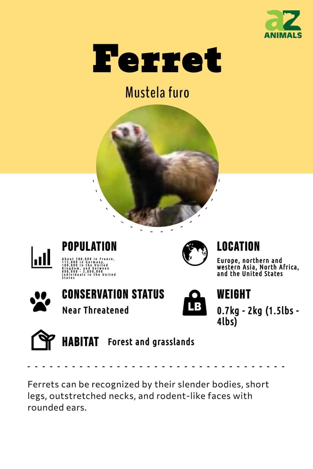Ferret Animal Facts - Mustela furo - A-Z Animals