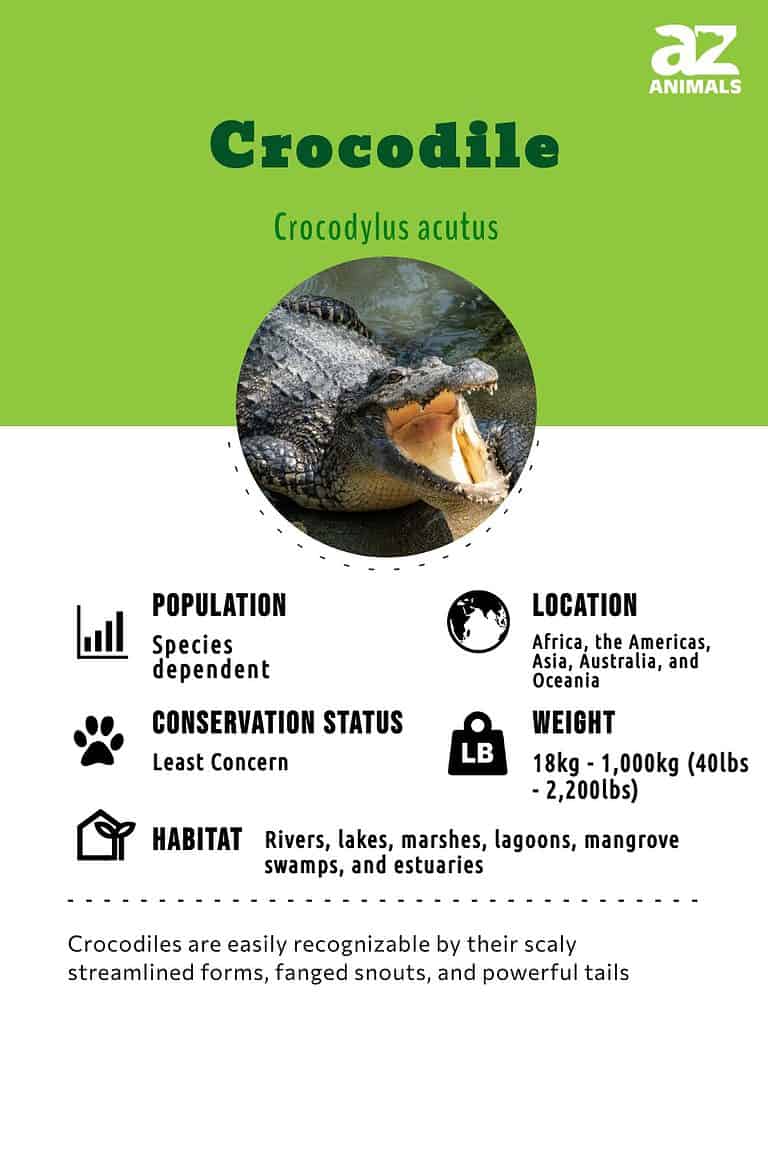 Crocodile Animal Facts - Crocodylus acutus - A-Z Animals