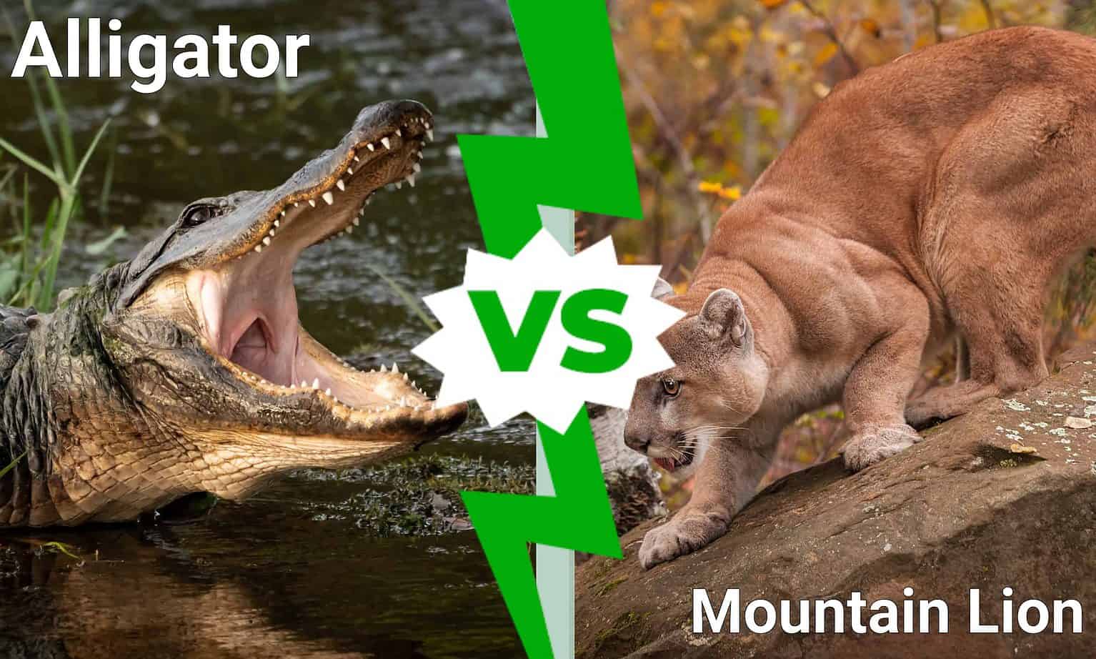 Texas Showdown: Who Is Victorious in an Alligator vs. Mountain Lion ...