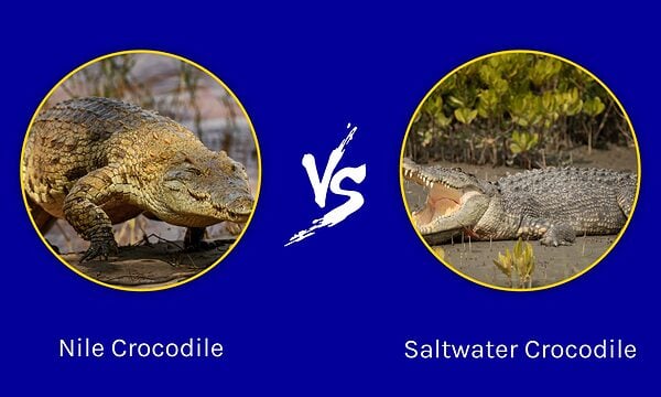 Epic Battles: The Largest Nile Crocodile Ever vs. a Saltwater Crocodile ...