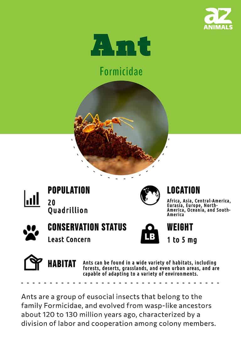 Ant Insect Facts - Formicidae - A-Z Animals