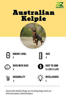 Australian Kelpie Dog Breed Complete Guide - A-Z Animals