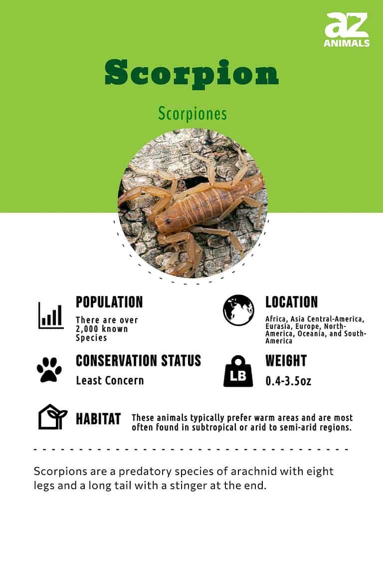 Scorpion Animal Facts - Scorpiones - A-Z Animals