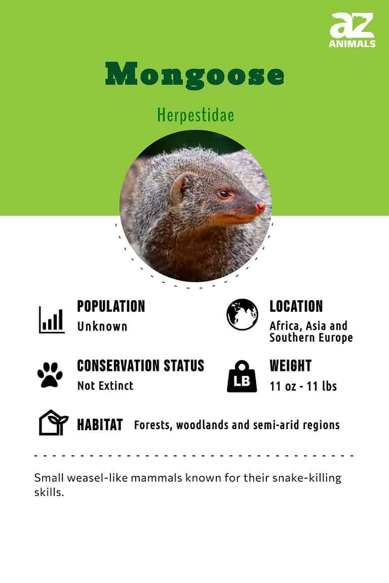 Mongoose Animal Facts - Herpestidae - A-Z Animals
