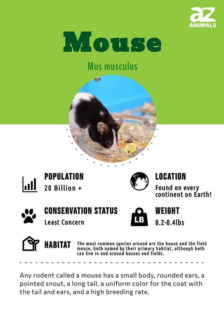 Mouse Animal Facts - A-Z Animals