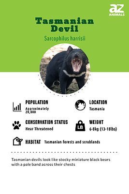 Tasmanian Devil Animal Facts - Sarcophilus harrisii - A-Z Animals