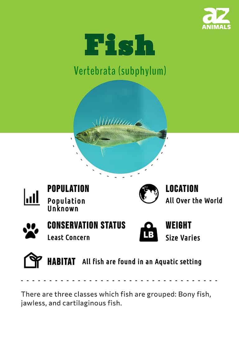 Fish: Different Types, Definitions, Photos, and More - A-Z Animals
