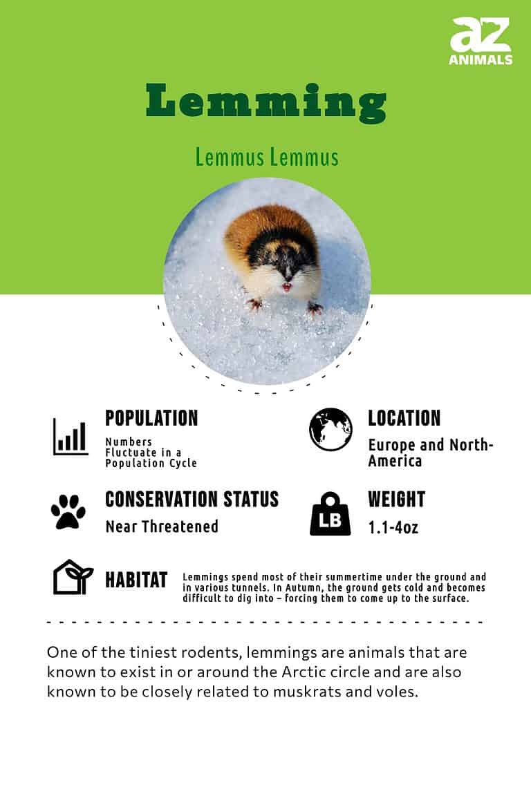 Lemming Animal Facts - Lemmus Lemmus - A-Z Animals