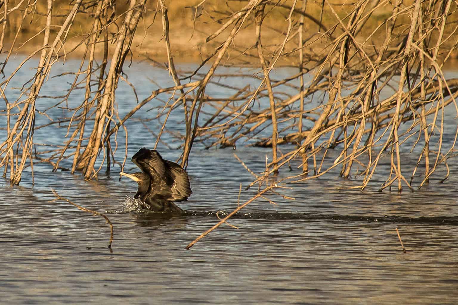 Discover the Deepest Lake in Houston - A-Z Animals