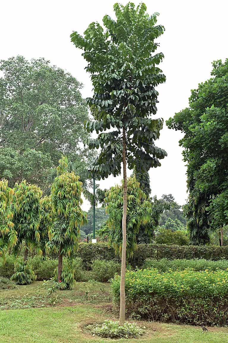 8 Incredible Trees Native to Namibia - A-Z Animals