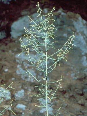 9 Native Plants in West Virginia - A-Z Animals