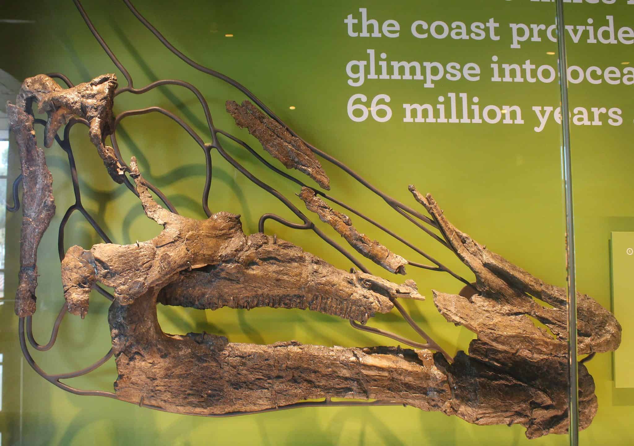 The Complete List of Every U.S. State Dinosaur and Fossil - A-Z Animals