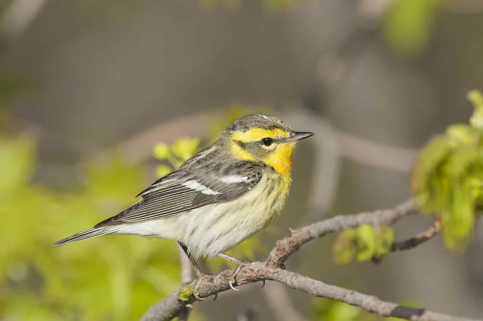 Blackburnian Warbler Bird Facts - Setophaga fusca - A-Z Animals