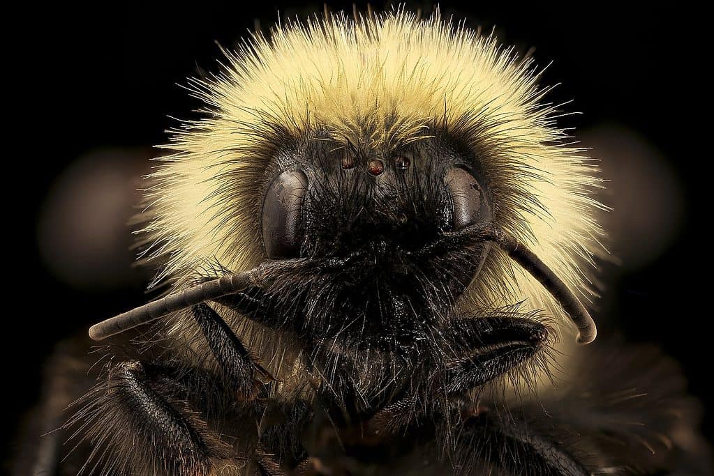 Animal Stings Ranked in Order of Most Painful - A-Z Animals Slideshows