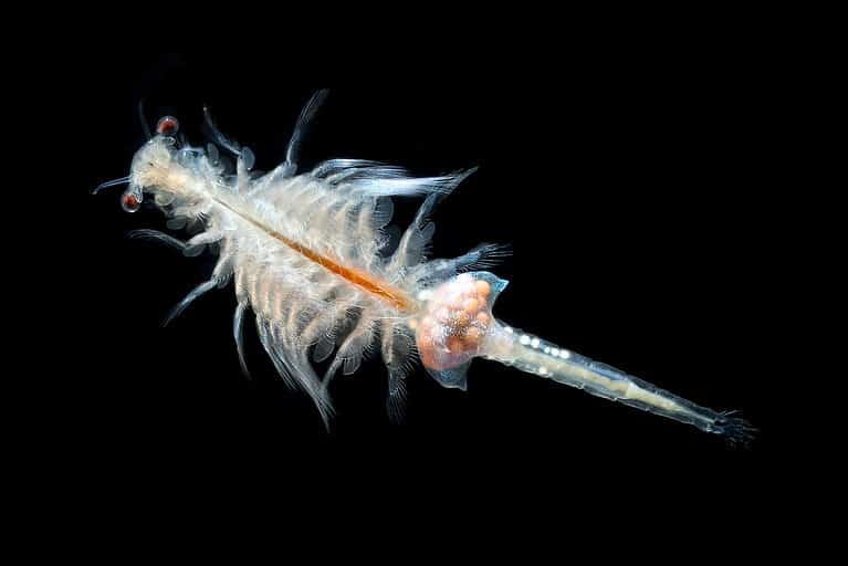 Fangtooth Animal Facts - Anoplogaster cornuta - A-Z Animals