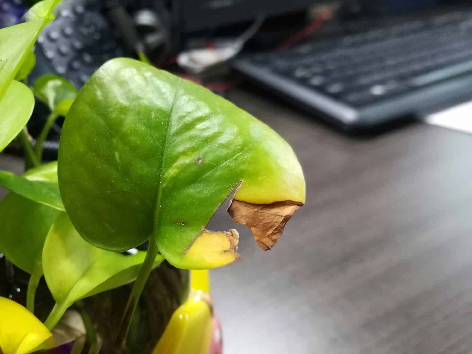 Pothos Leaves Turning Brown: Why It’s Happening and How to Fix - A-Z ...