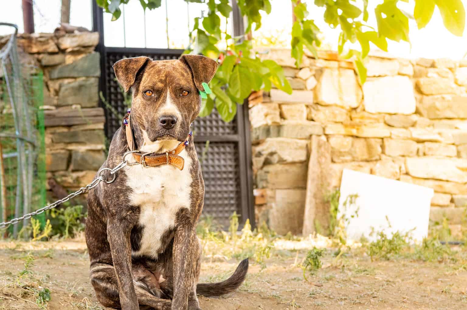 Bullboxer Dog Breed Complete Guide - A-Z Animals