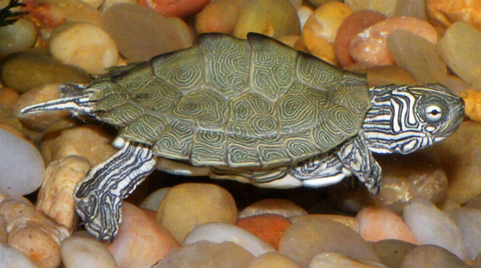 25 Turtles in Texas - A-Z Animals