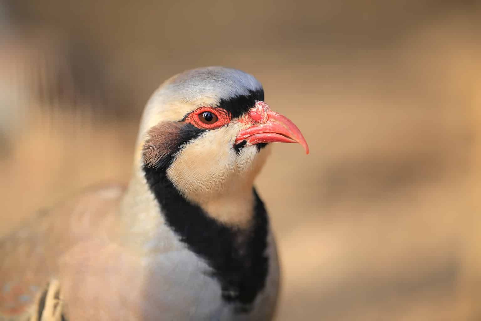 The Chukar: National Bird of Pakistan - A-Z Animals