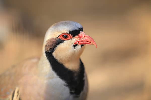 The Chukar: National Bird of Pakistan - A-Z Animals
