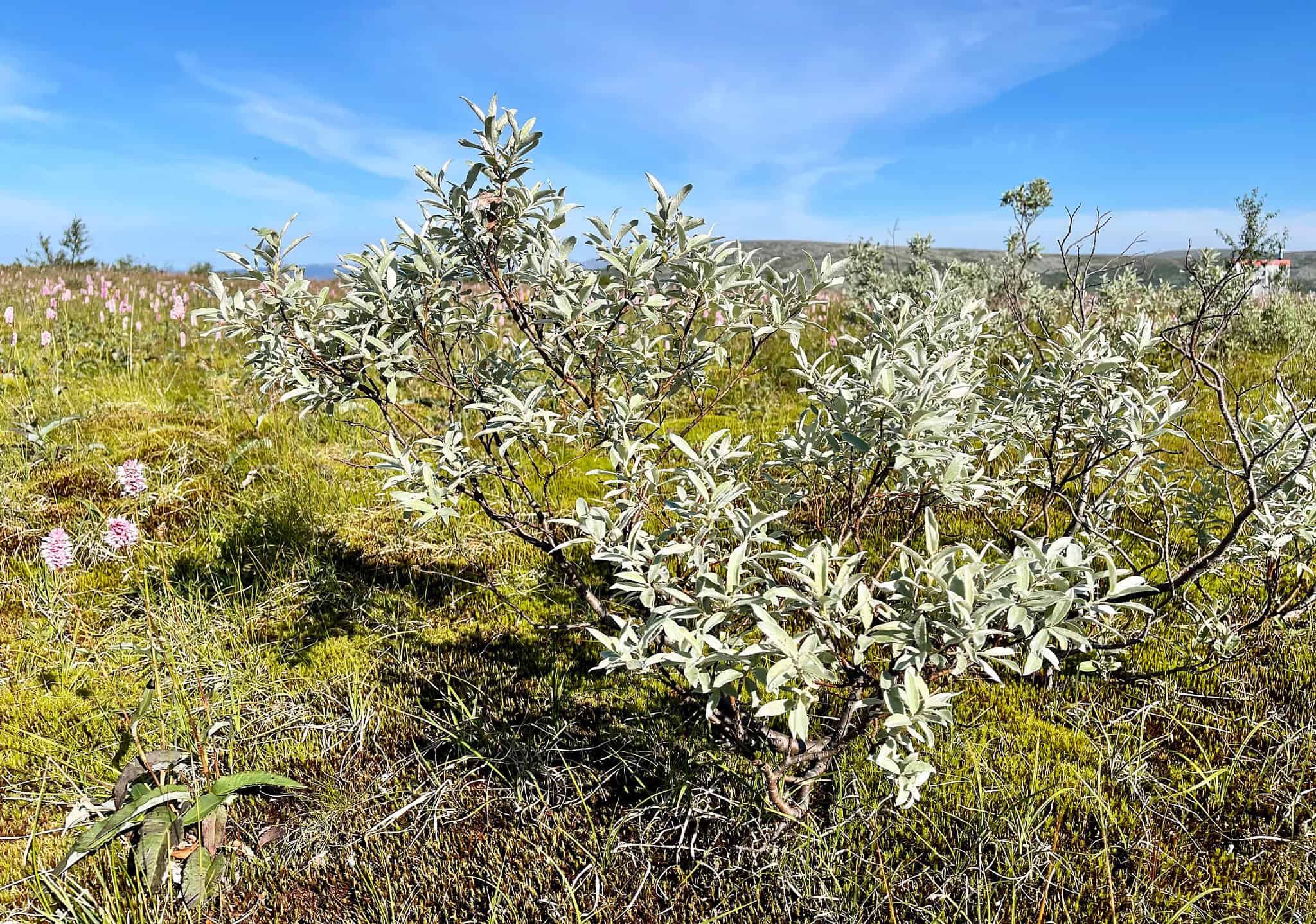 9 Incredible Trees Native to Poland - A-Z Animals