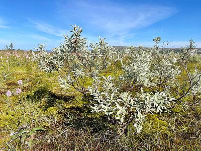 9 Incredible Trees Native to Poland - A-Z Animals
