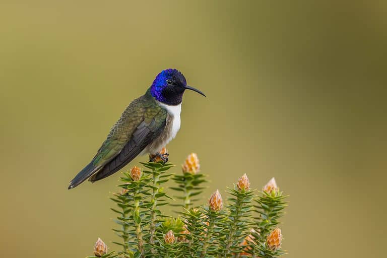 Discover the National Flower of Ecuador: Chuquiraga - A-Z Animals