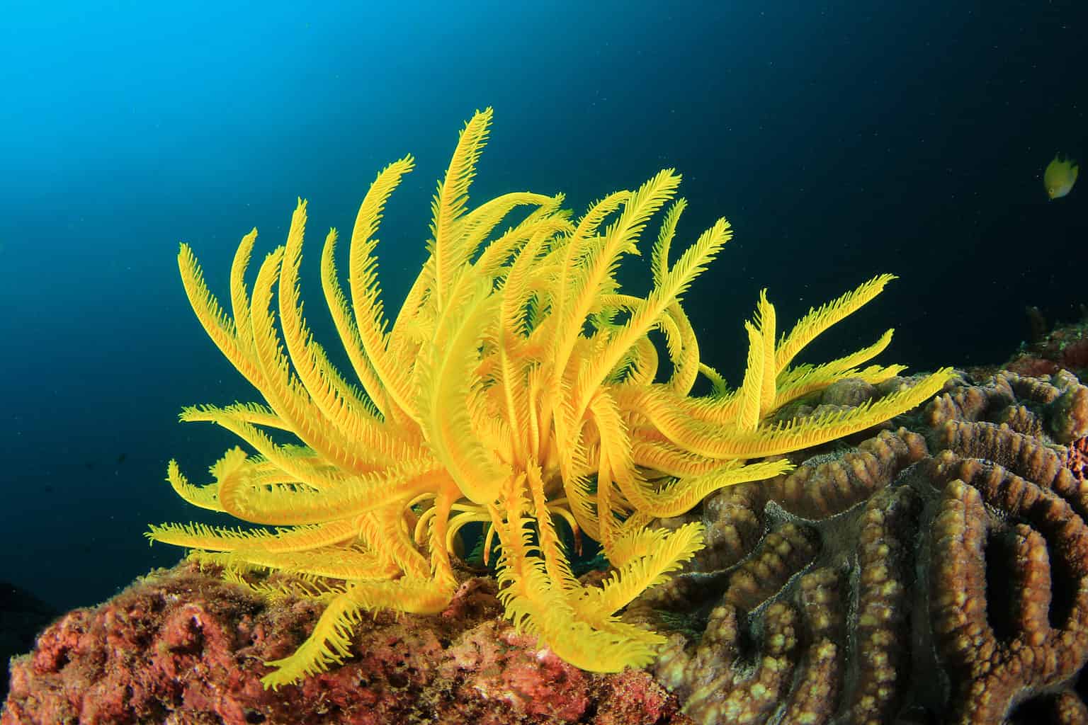Feather Star Animal Facts - A-Z Animals
