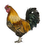 Wildlife in France - Types of French Animals - A-Z Animals