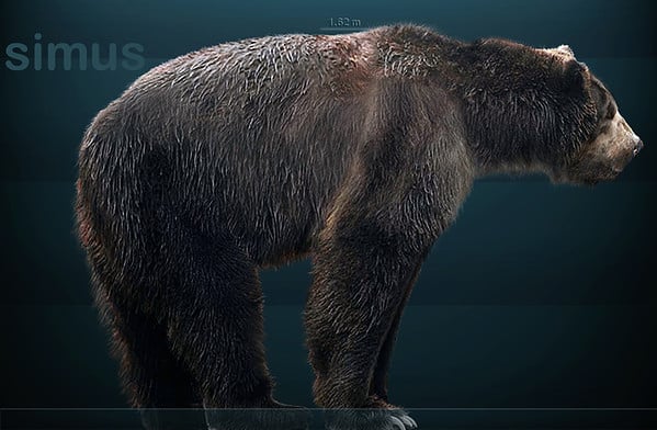 Short-Faced Bear Animal Facts - Arctodus simus - A-Z Animals