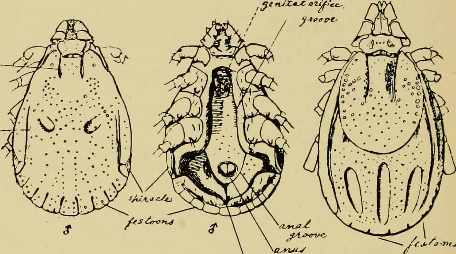 Groundhog Tick Animal Facts - Ixodes cookei - A-Z Animals