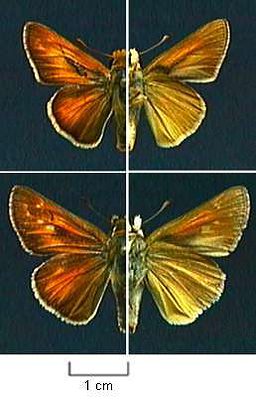 6 Incredible Animals That Are Endangered and Living In Colorado - A-Z ...