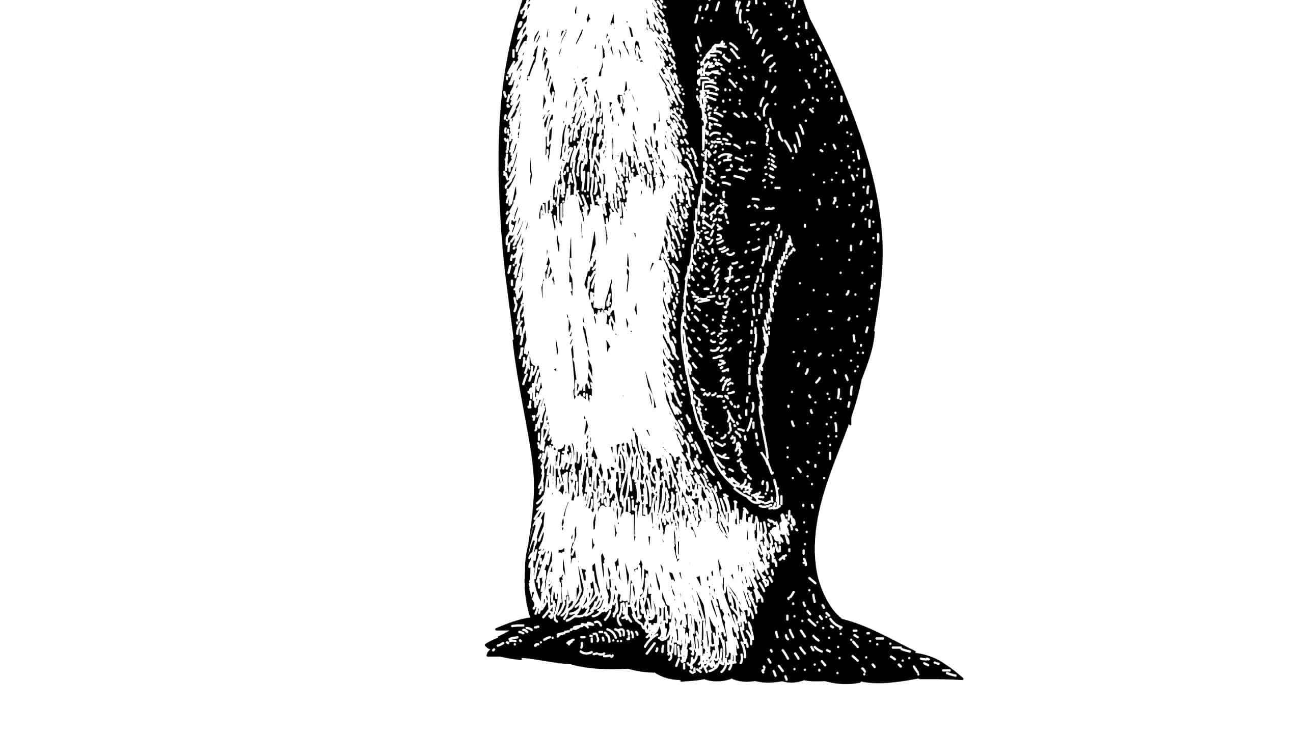 Meet the Man-Sized Penguins That Once Roamed the Earth - A-Z Animals