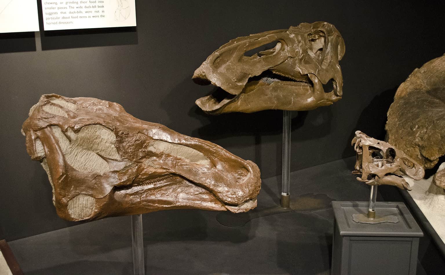 7 Dinosaurs That Lived in Alaska (And Where to See Fossils Today) - A-Z ...